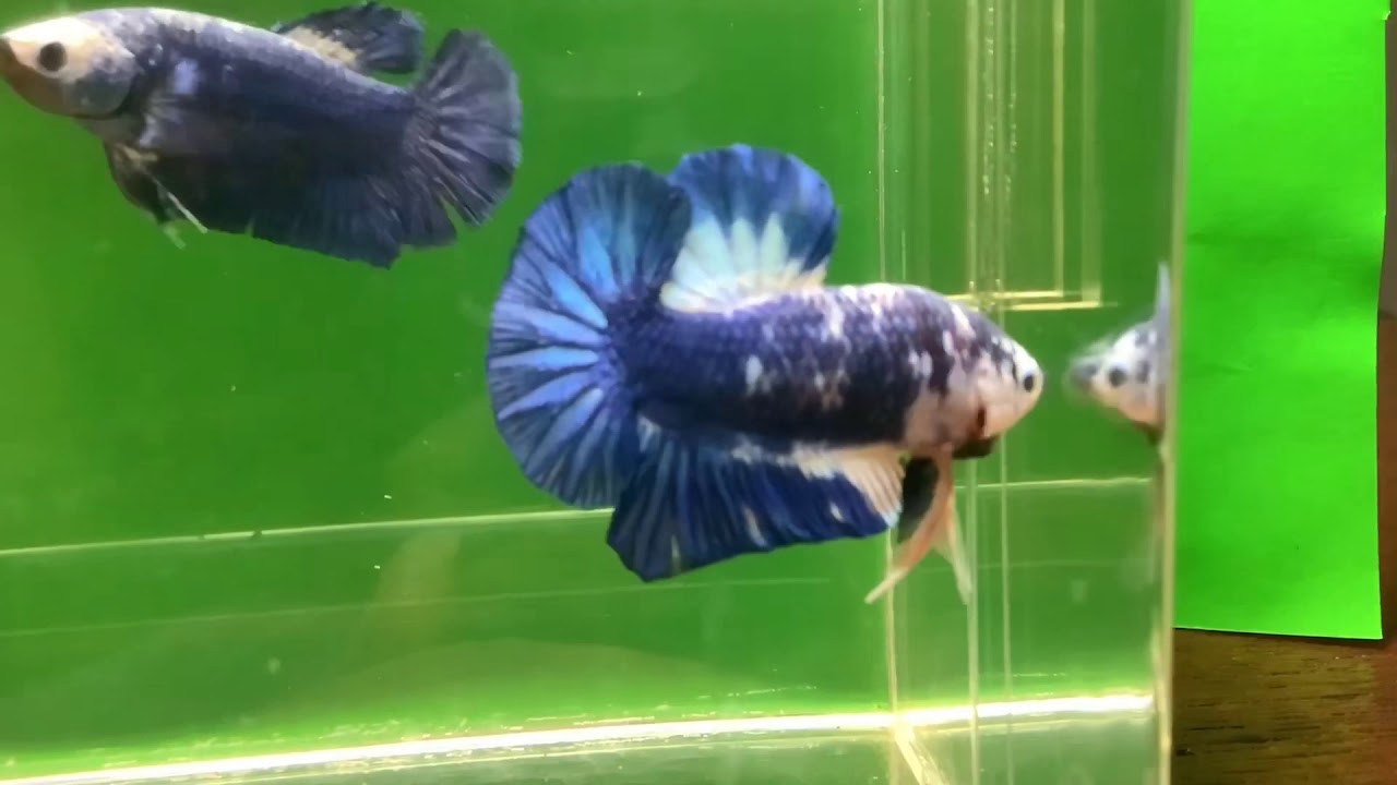 BETTA BAGAN INDO - YouTube