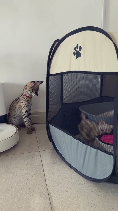 Kira The Serval And Anya The Bengal Are All 3 Months Old Servals Bengals Cats Kitten Youtube