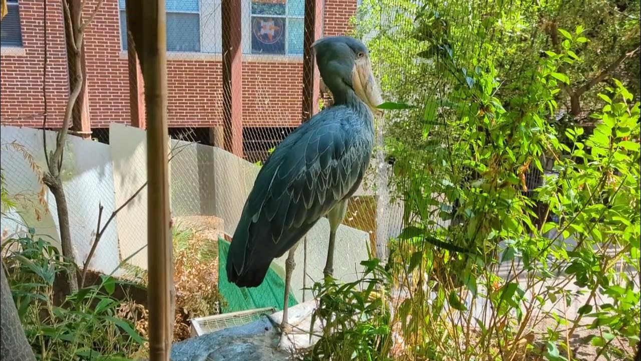 Shoebill Stork, a large, Prehistoric-Looking bird in Dallas World ...
