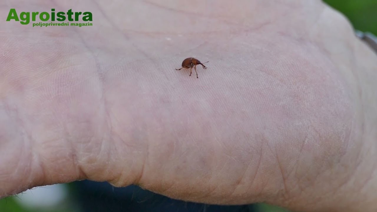 AGROISTRA Štetnici na maslini - YouTube