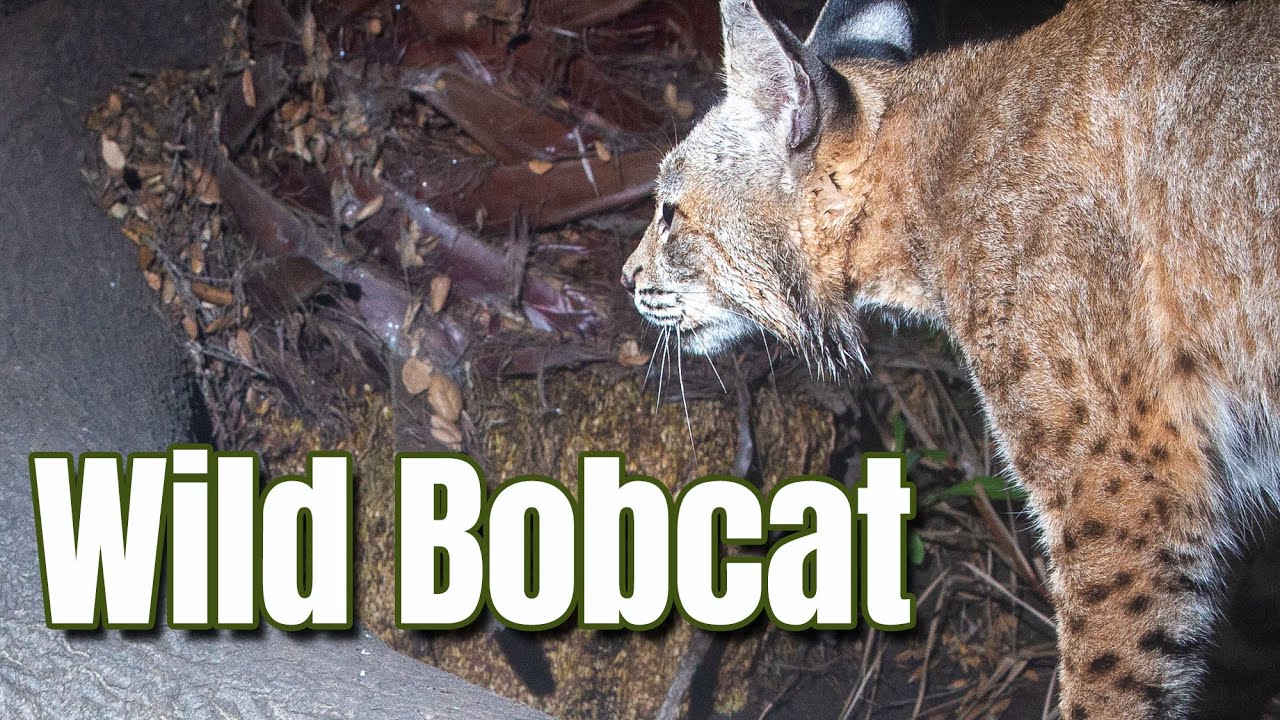 Incredible Bobcat Caught On Camera In The Wild - YouTube