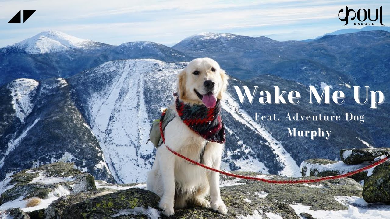 Avicii - Wake Me Up Cover Ft. Adventure Dog Murphy | Ketan Shah Music ...