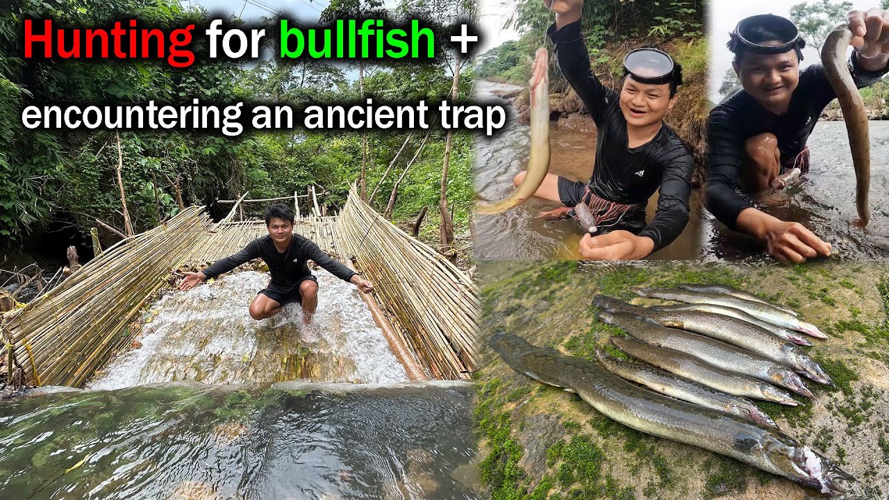 Hunting for bullfish + encountering an ancient trap.. - YouTube