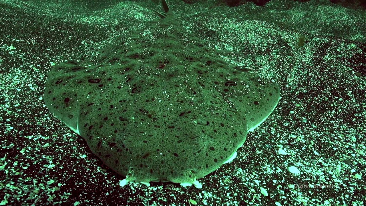 Requin Ange de mer de Californie, Pacific angel shark, Squatina ...