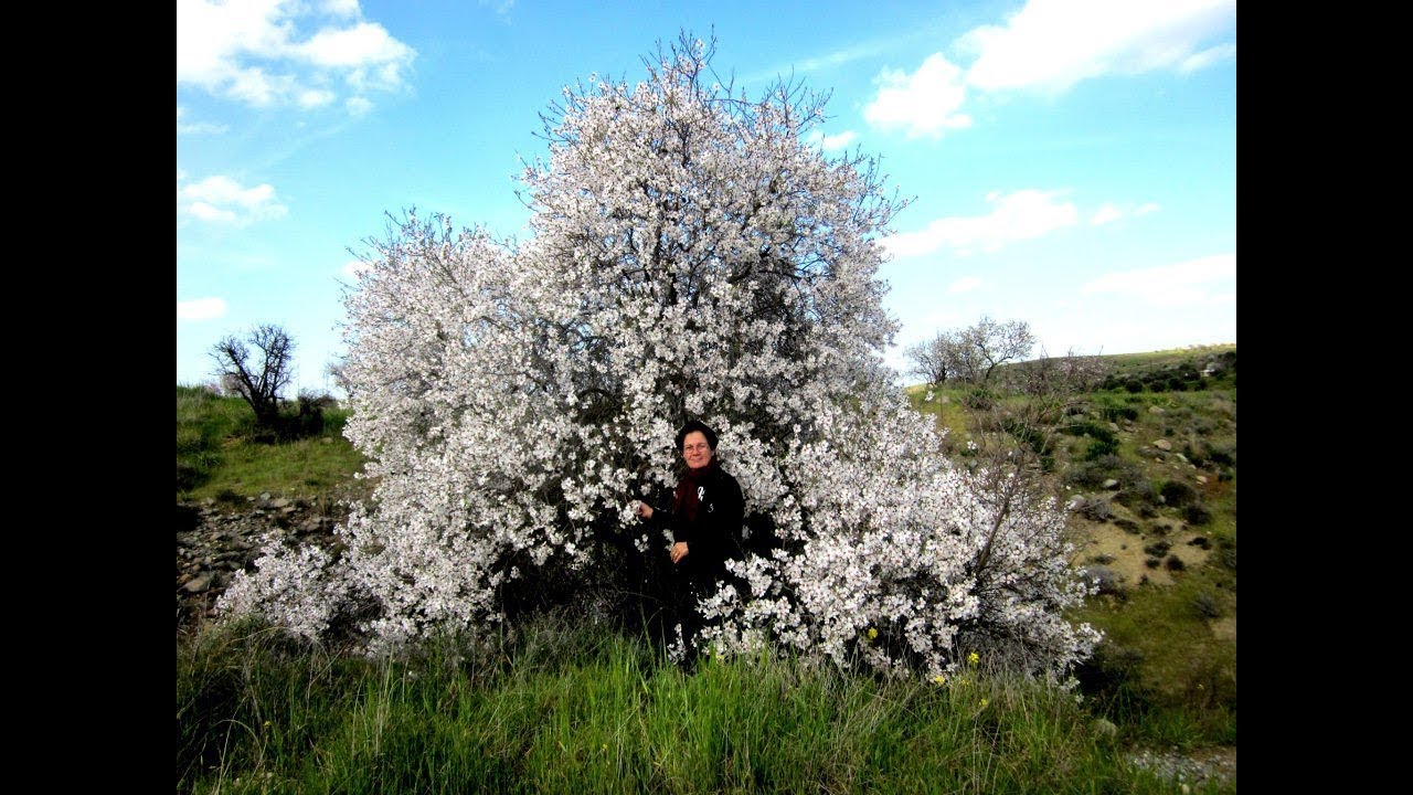 Almond Trees in Blossom - 1/3/2020 - Kato Moni, Cyprus. - Drone video ...