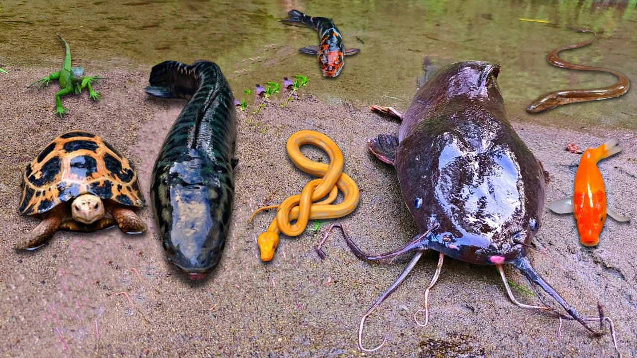 Wadidau ! Menemukan Ikan Toman Besar di Sungai, Ikan Lele, Kepiting ...