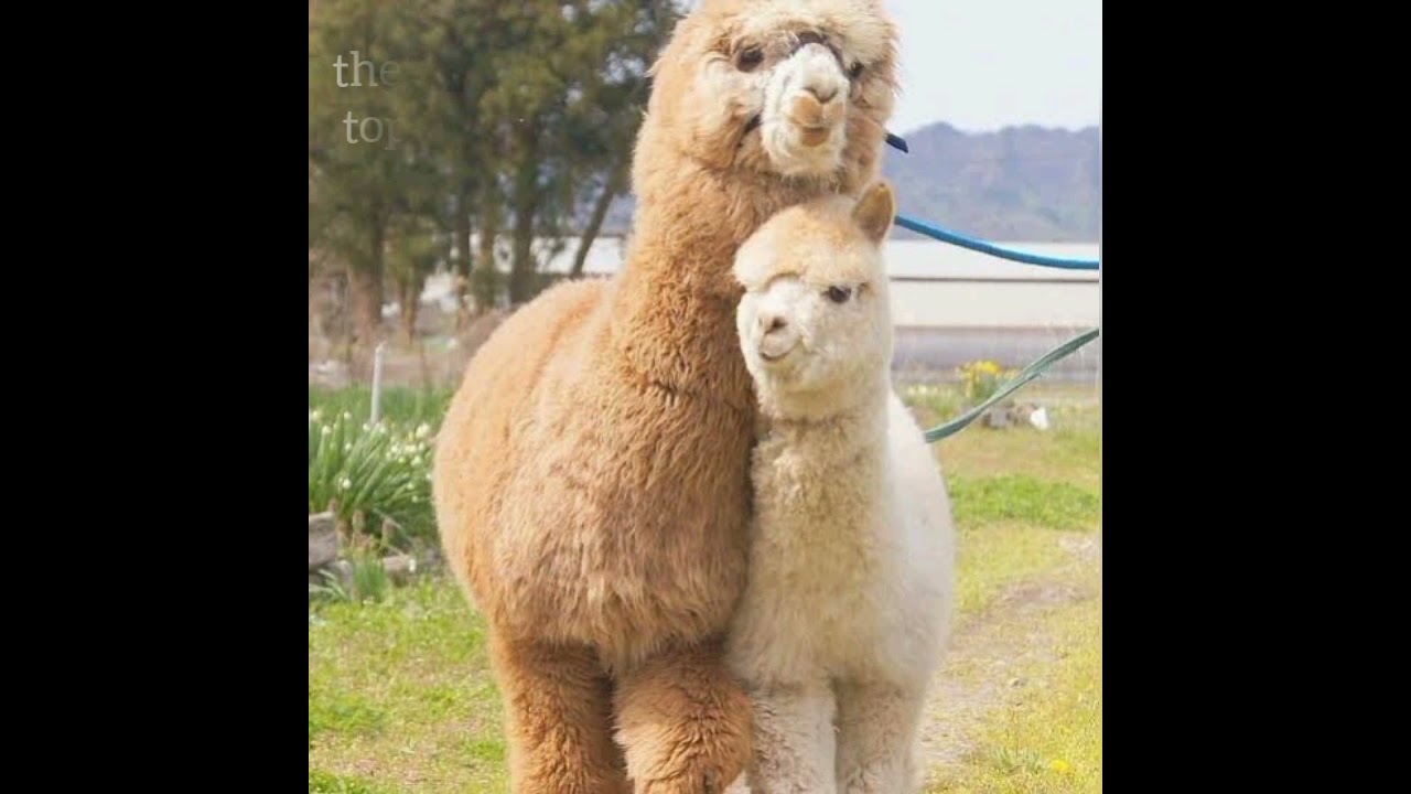 Alpacas rarely bite or butt humans - YouTube