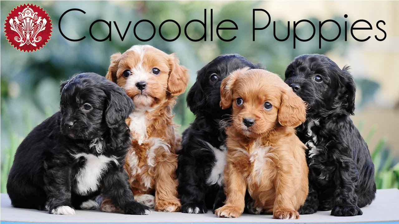 Chevromist Cavoodle Puppies in the veggie garden - YouTube