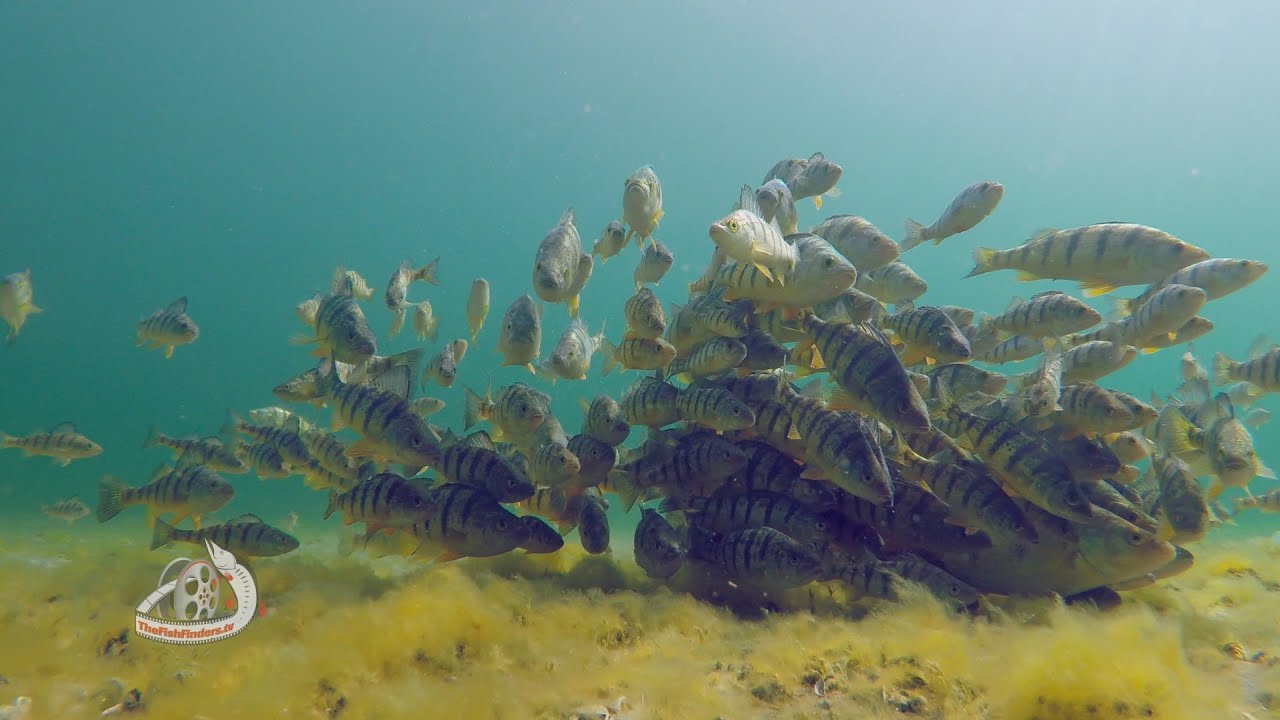 MASSIVE Schools of Yellow PERCH - YouTube