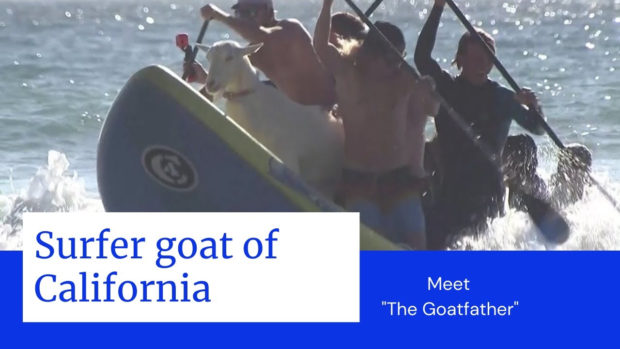 Meet "The Goatfather": the California surfer riding waves with his pet ...