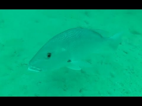 Underwater Red Snapper #1 - YouTube