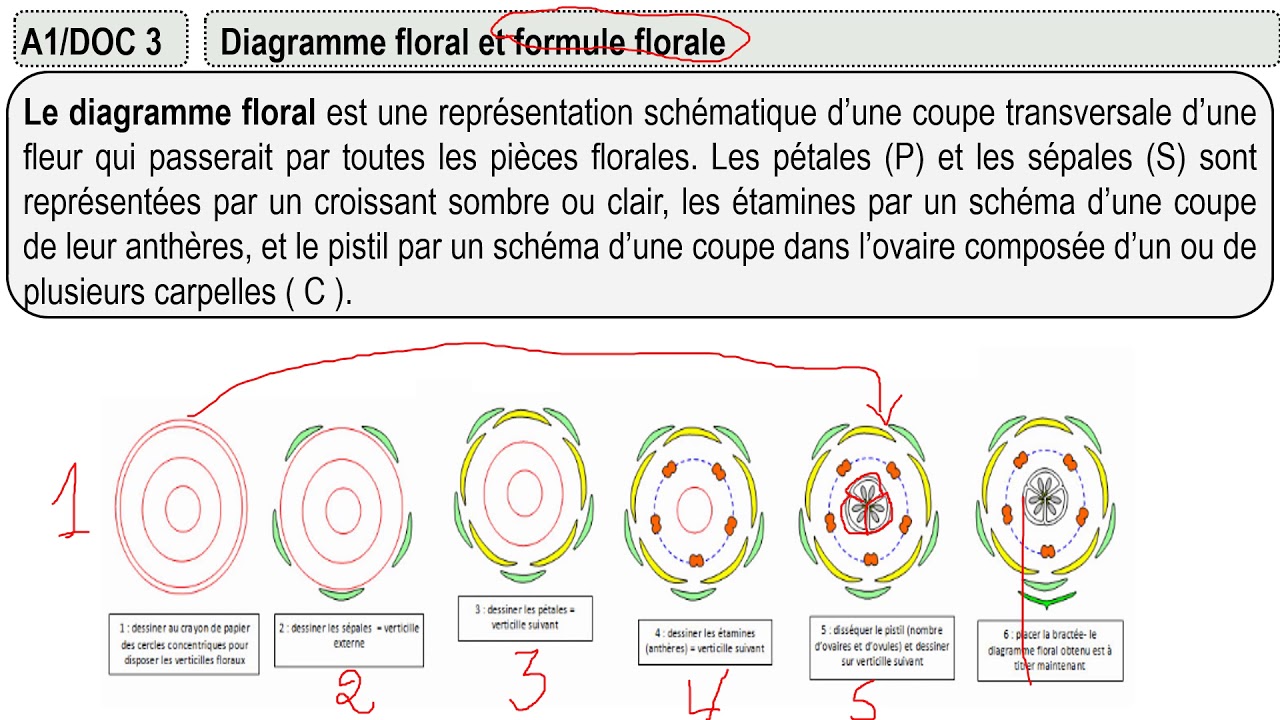 Activité 1 Reproduction sexuée chez les plantes à fleurs P3/3 diagramme ...