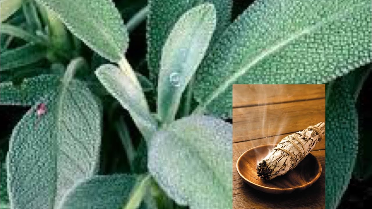 Saging My Home w/ Homegrown Sage - YouTube