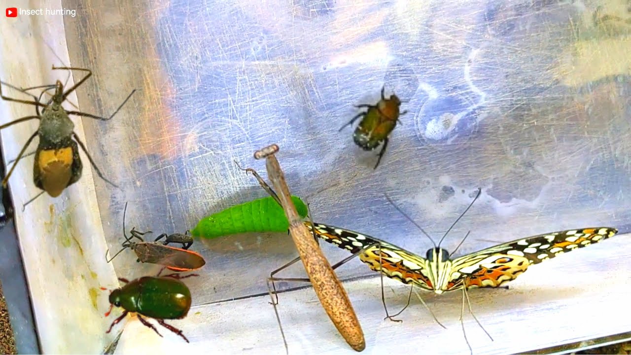 Beware💥.. some of them are poisonous. They hunt small insects like ...