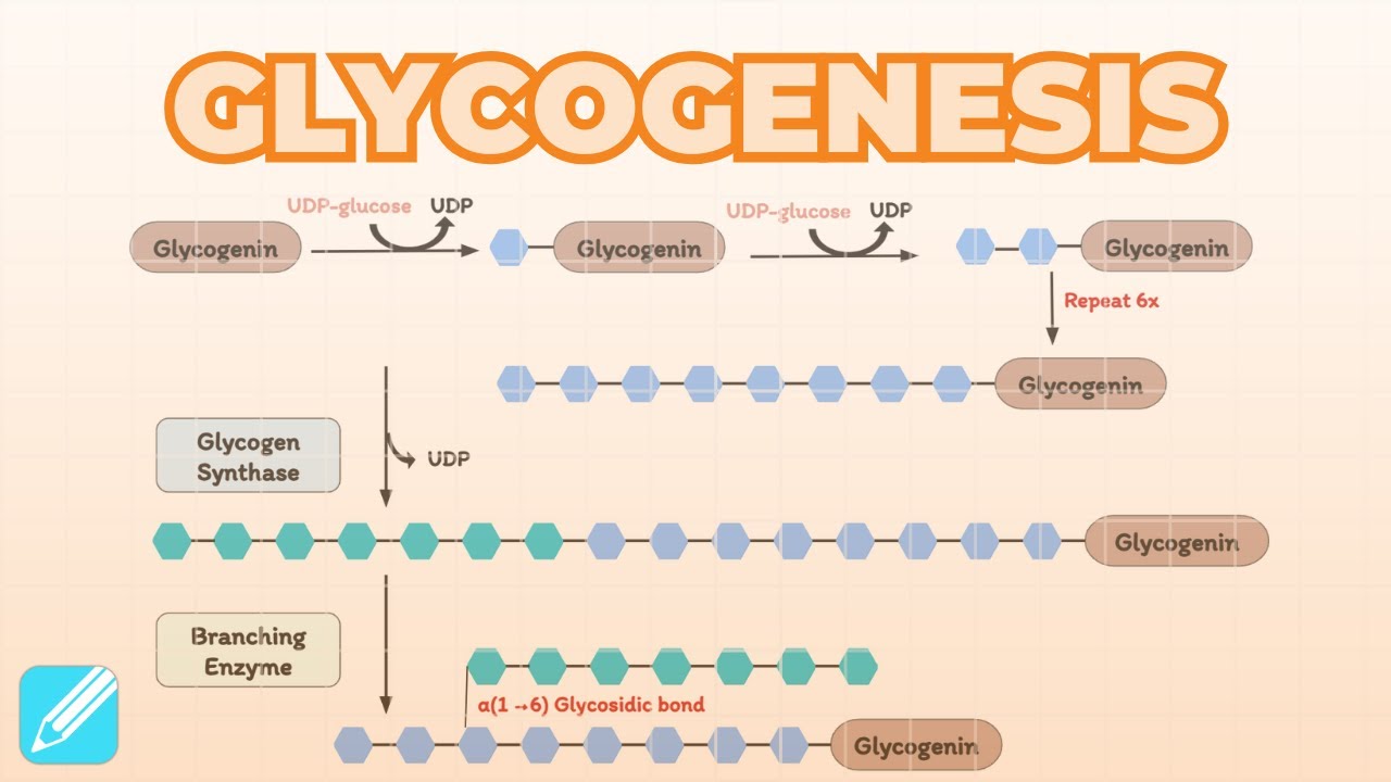 Glycogenesis (Glycogen Synthesis) | Metabolism - YouTube