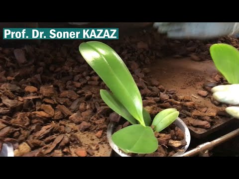 Orkide İçin En İyi Toprak ve Toprak Karışımları, The Best Potting Media (Soil) For Orchid