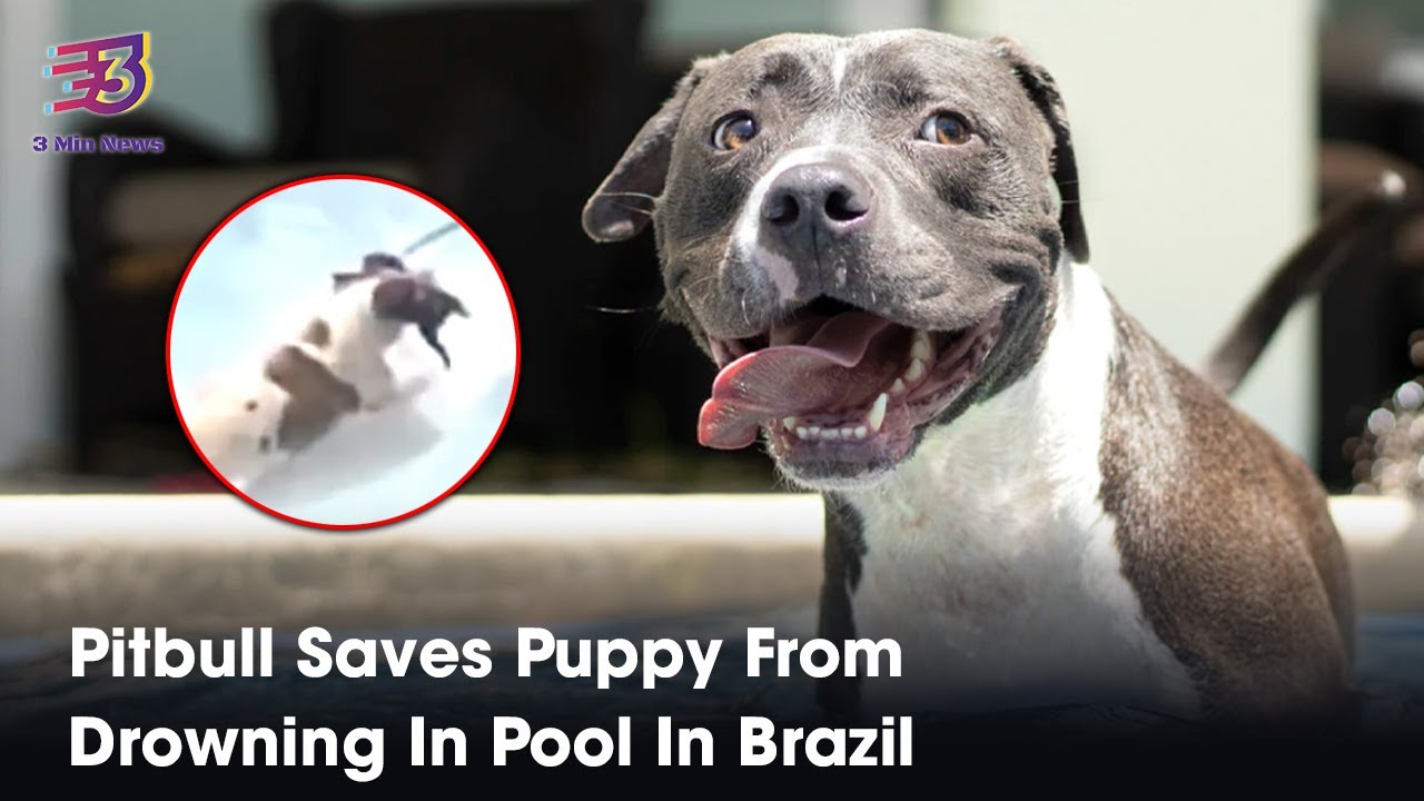 Pitbull Saves Puppy From Drowning In Pool In Brazil | 3 Min News - YouTube
