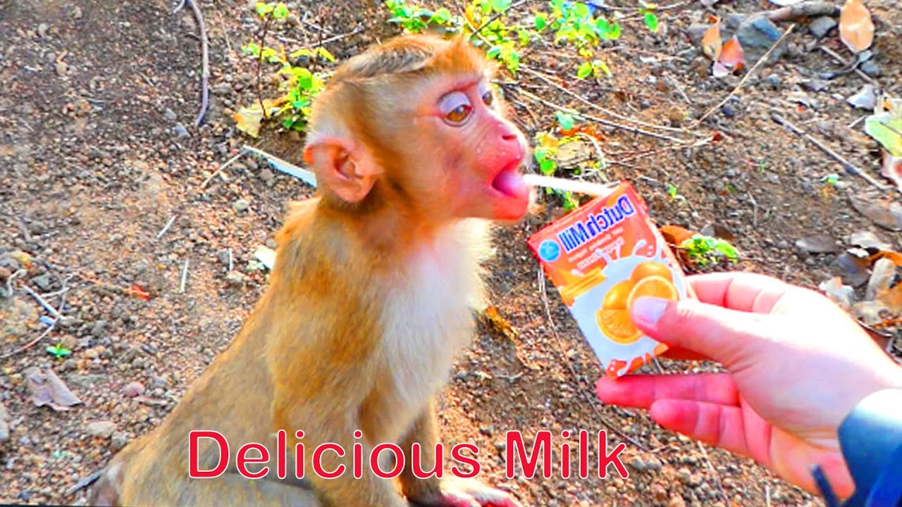 Update News: Saro rapidly recovers..! Feeding Some Sweet Milk to gain ...