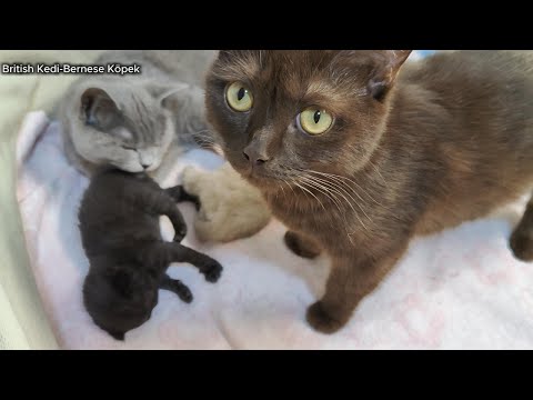 Tatli Yavru Kedilerin Görüntüleri Eşliğinde Fıkralar 😻#kediler #cat #britishshorthair