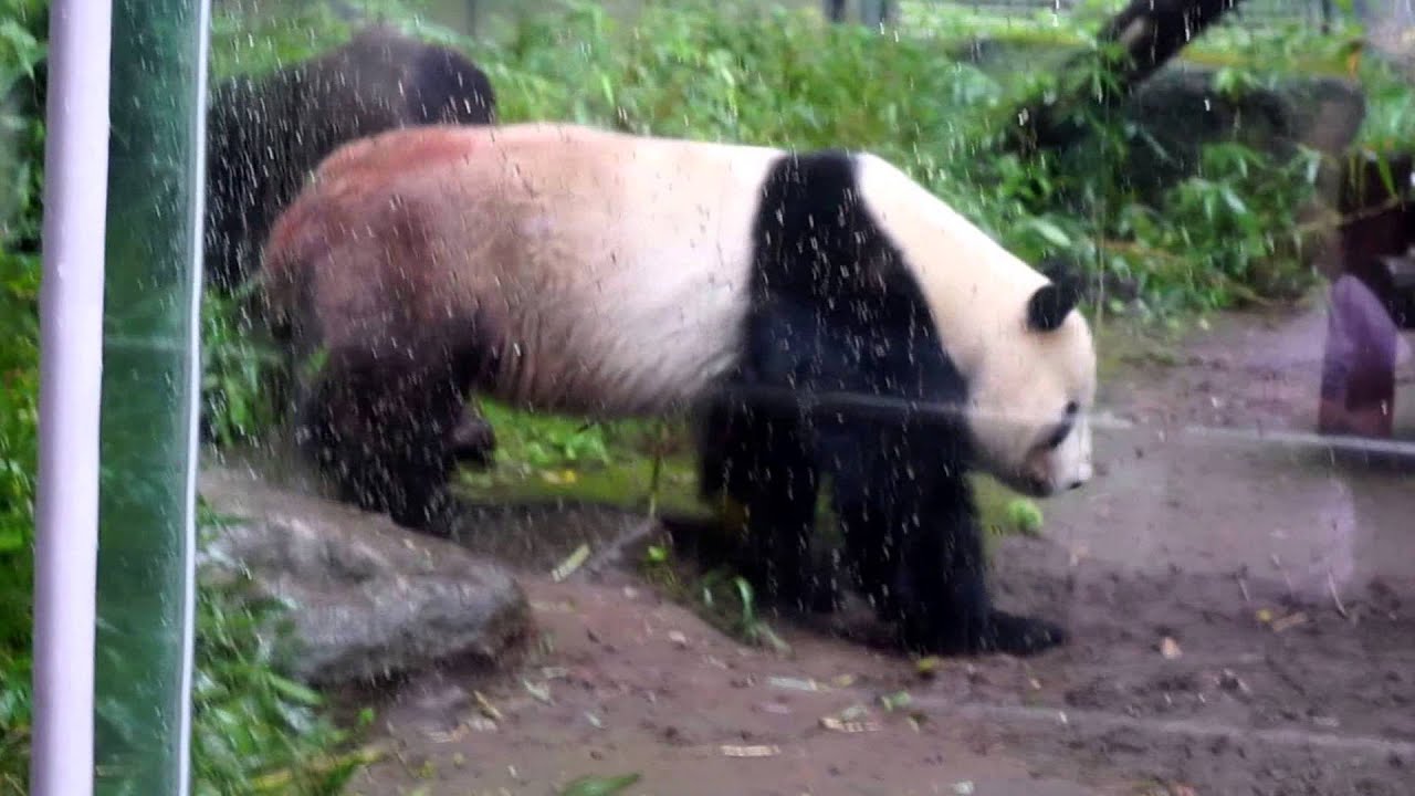 Panda Playing - Ueno Park Zoo - Tokyo - YouTube