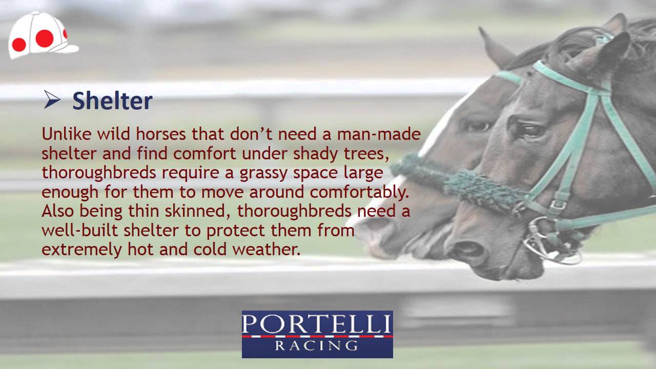 Thoroughbred Care and Training: How to Care for Your Racehorse - YouTube