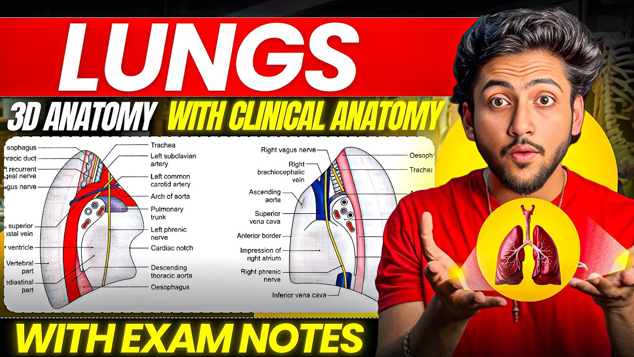 Thorax Anatomy - Lungs | MBBS 1st Year | Full Explanation With Exam ...