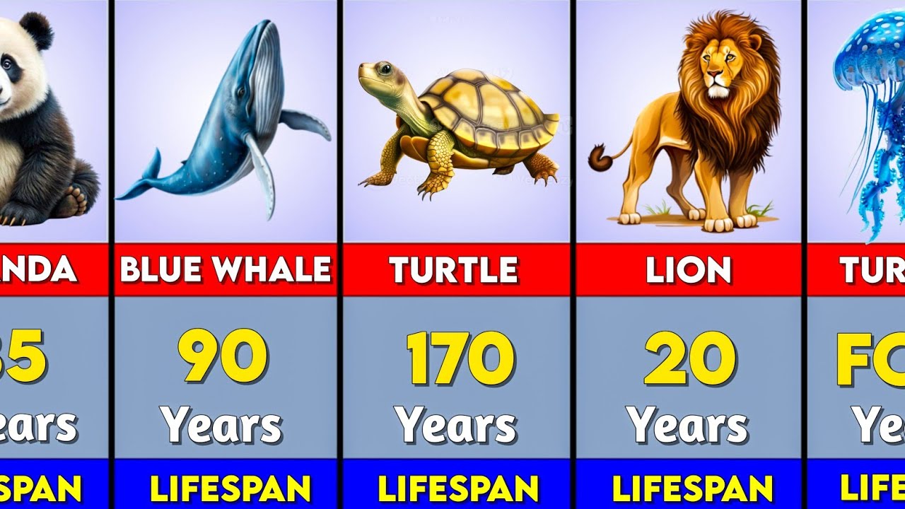 The Shortest And Longest lifespans of Animals | Different Animals - YouTube