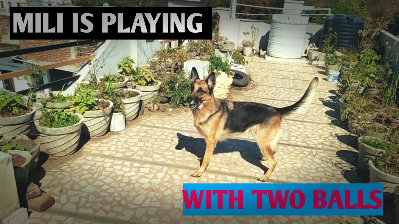 Mili playing with two balls and try to not loss - YouTube