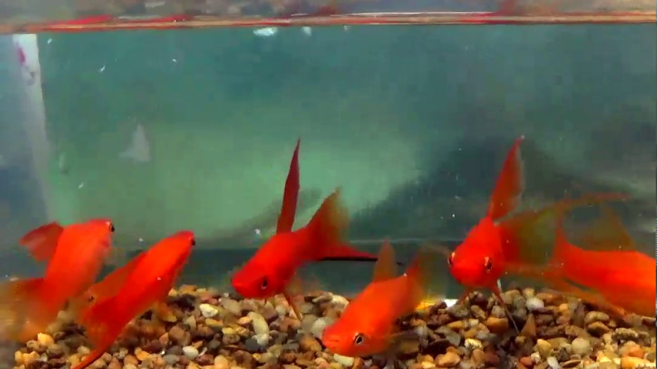 high fin red swordtail - YouTube