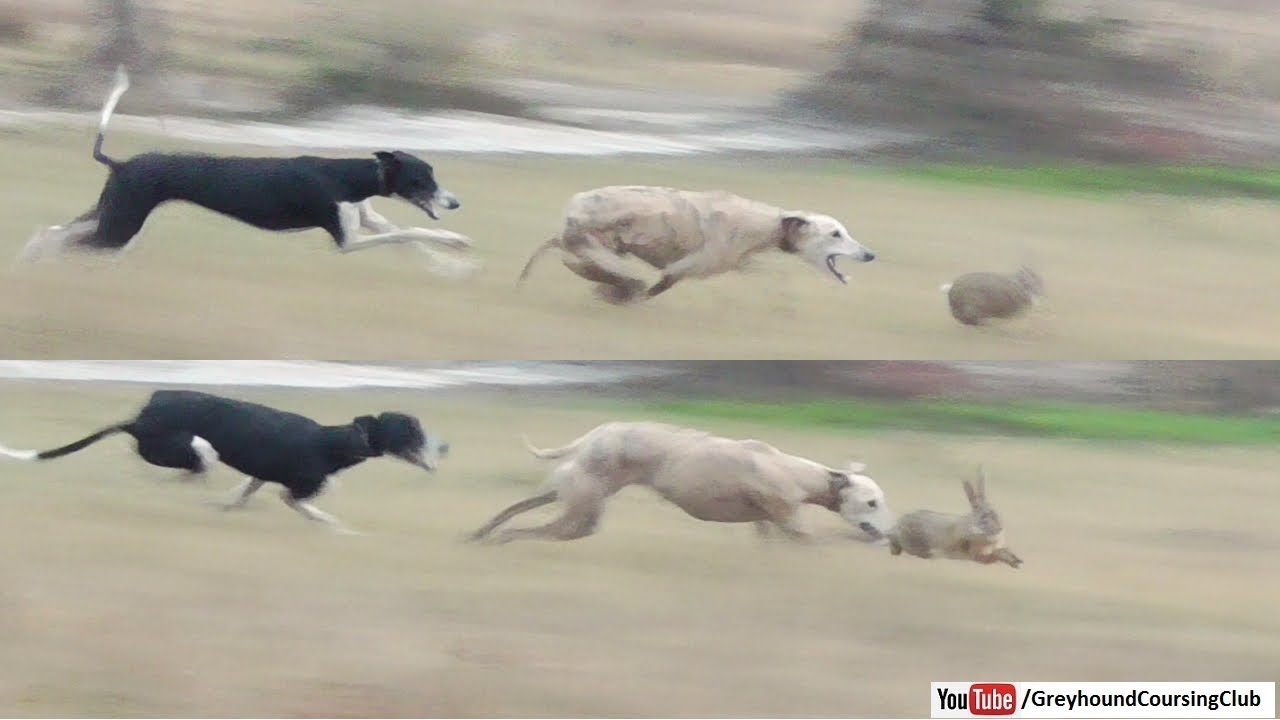 dog shikar 2025 | greyhound hunting hare | rabbit hunting in Pakistan ...