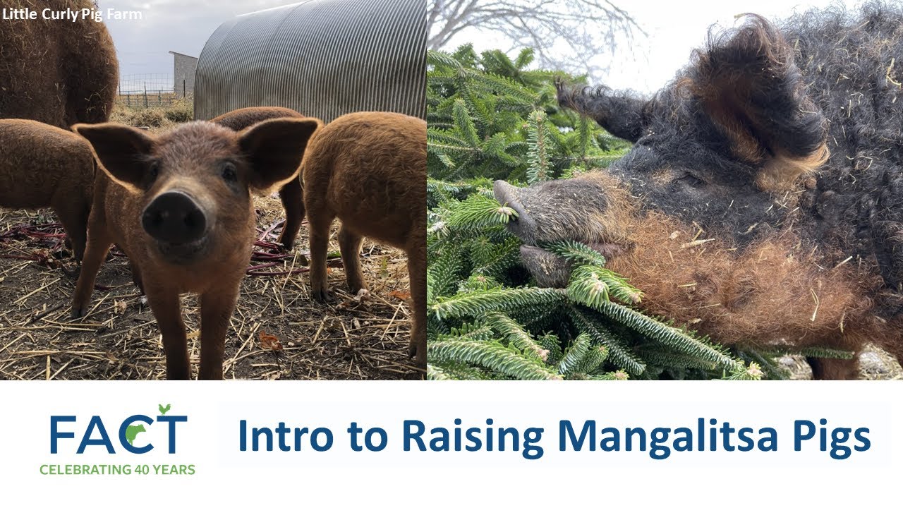 Introduction to Raising Mangalitsa Pigs - YouTube