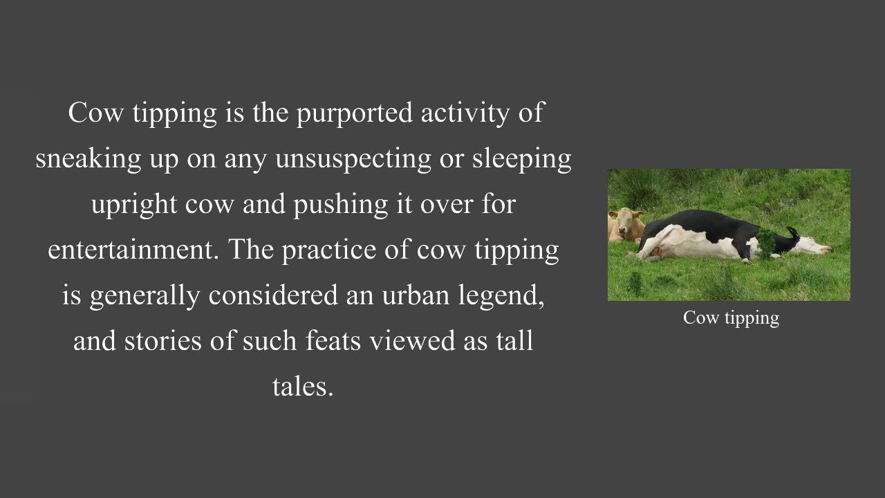 Cow tipping | Wikipedia Article - YouTube