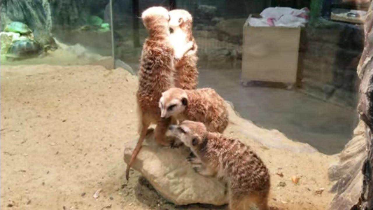 კონტაქტური ზოოპარკი თბილისი მოლში - YouTube
