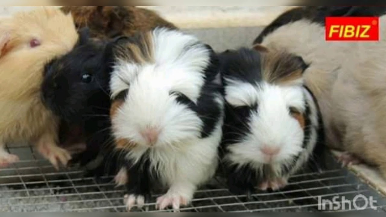 Video gambar(i):Tikus belanda - YouTube