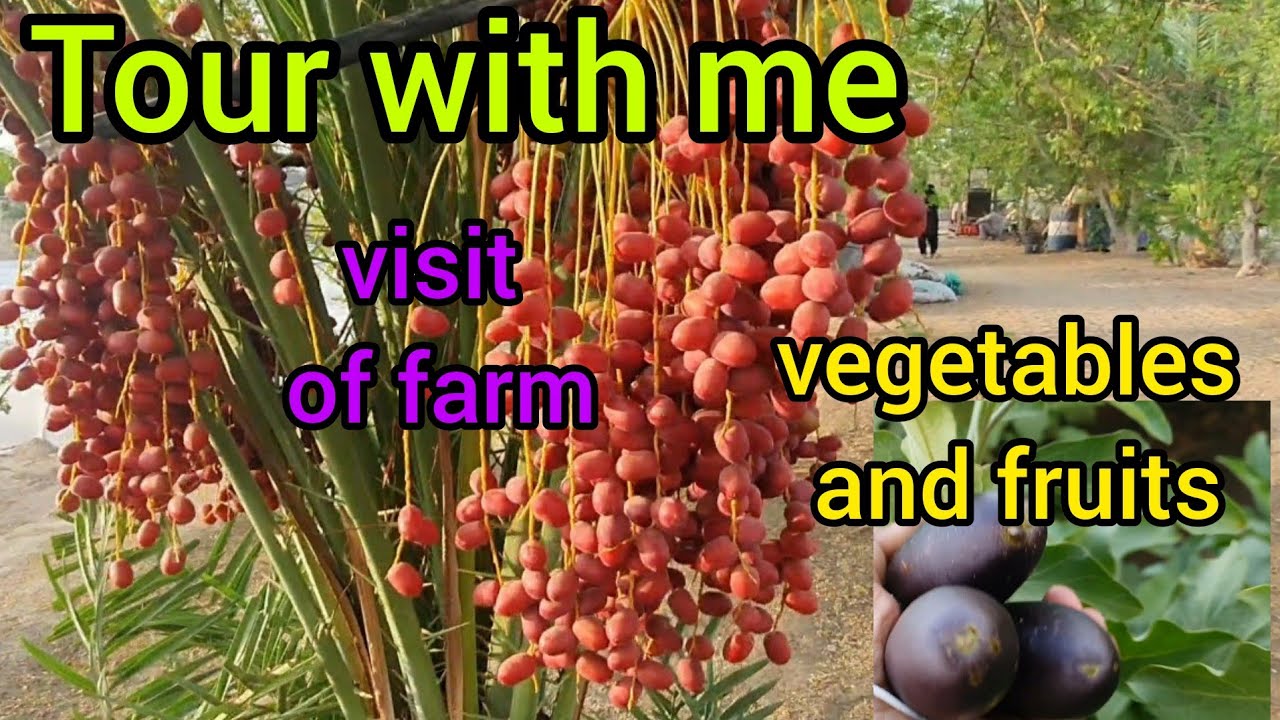 Summer Farmhouse Tour oman / Visit To A Farm / Grow Vegetables & fruits ...