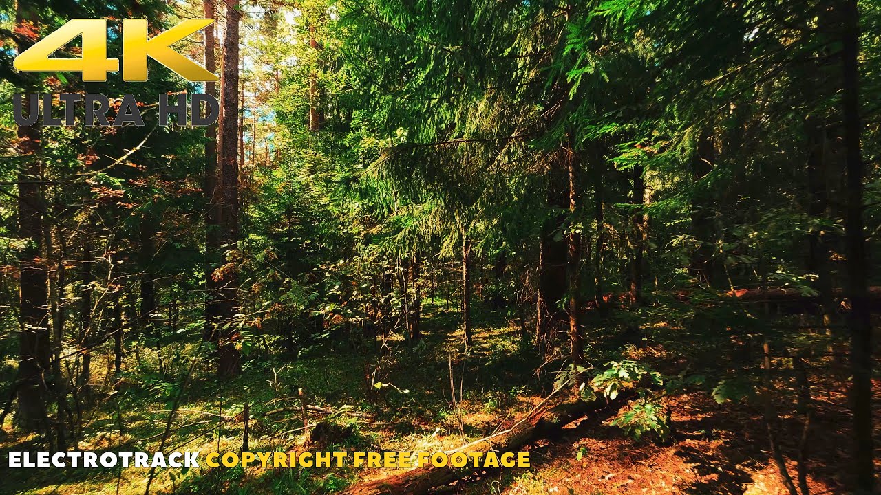 Deep Forest Walk | No copyright Nature Background video 4K - YouTube