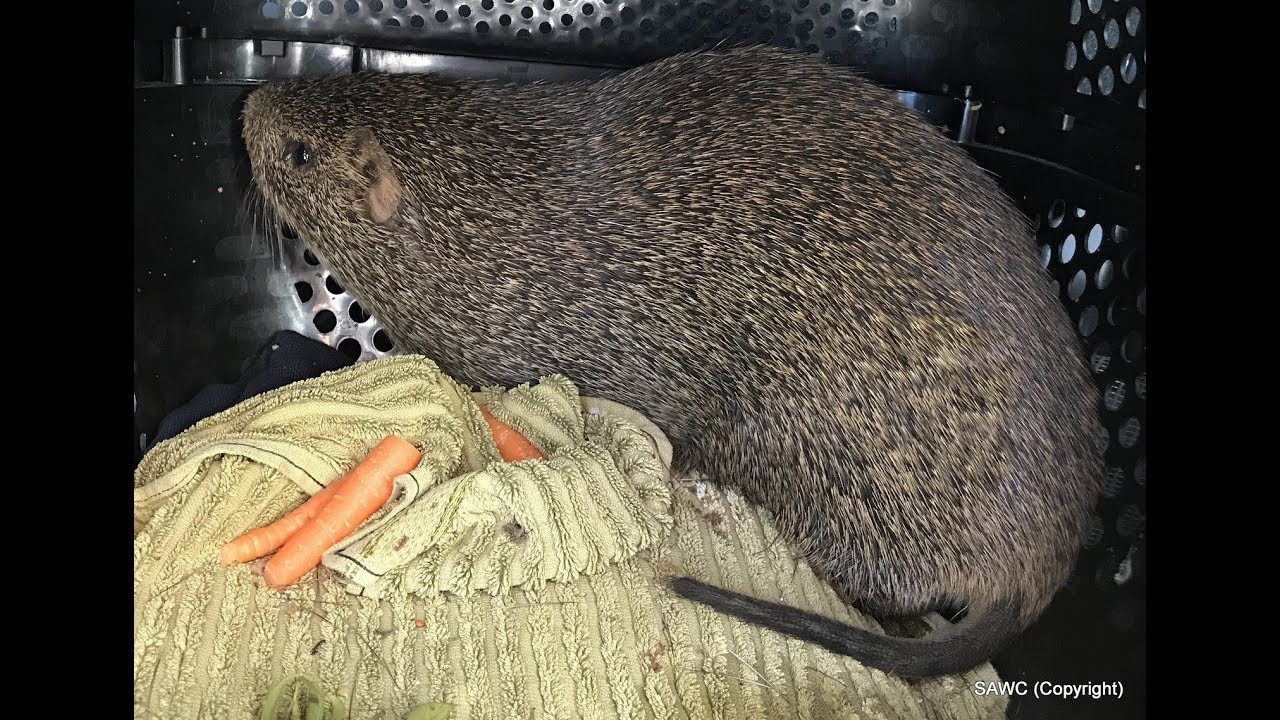 Cane Rat release - YouTube