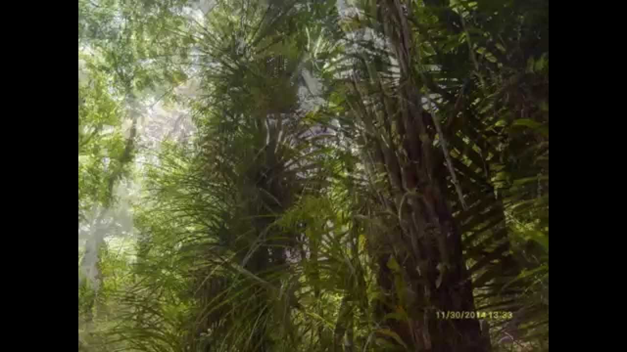 Cascades Kauri walk November 30, 2014 (slideshow) - YouTube