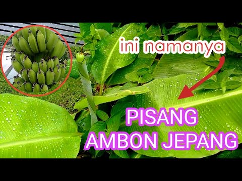 inilah pohon pisang ambon jepang pohonnya kecil tapi buahnya normal ...