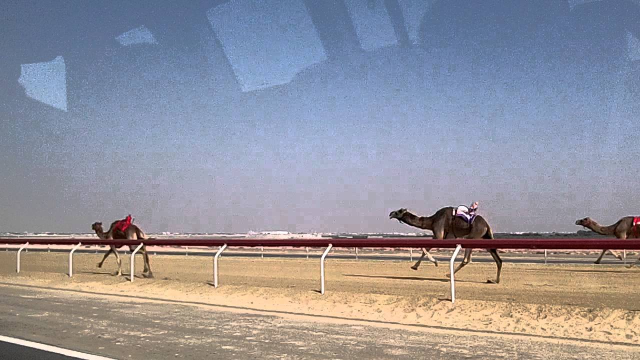 Camel race abu dhabi - YouTube
