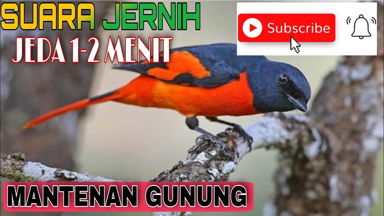 MASTERAN MURAI BATU SUARA MANTENAN GUNUNG JEDA 1-2 MENIT - YouTube