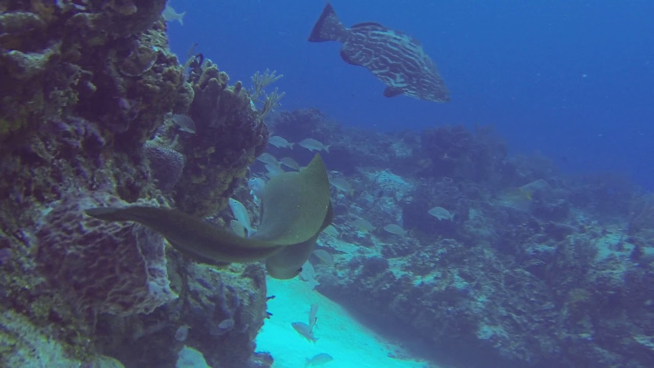 Grouper & Swimming Green Eel - YouTube