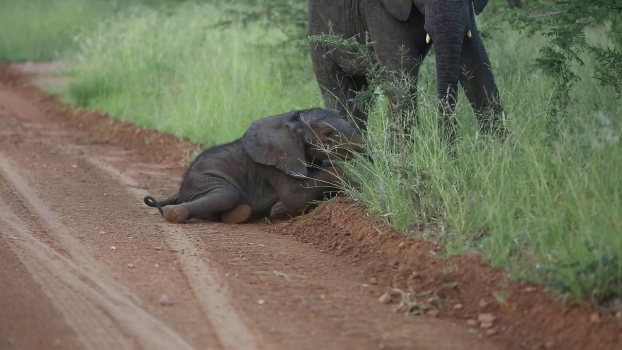 Kapama Clumsy Elephant Calf - YouTube