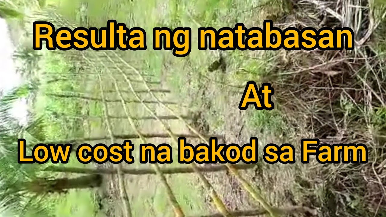 Update sa natabasan at ang Low cost na bakod sa Farm - YouTube