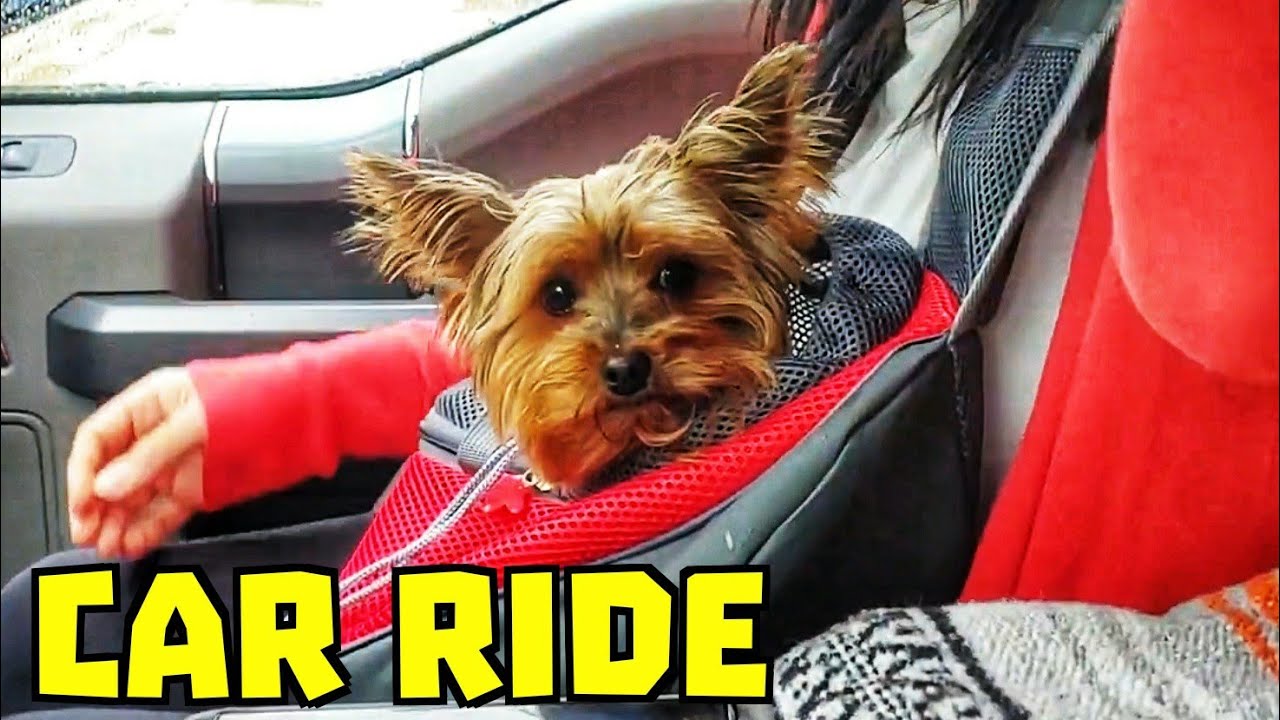 Smartest Yorkie Dog in the World | Wants to Go for Car Ride | GET'S HER ...