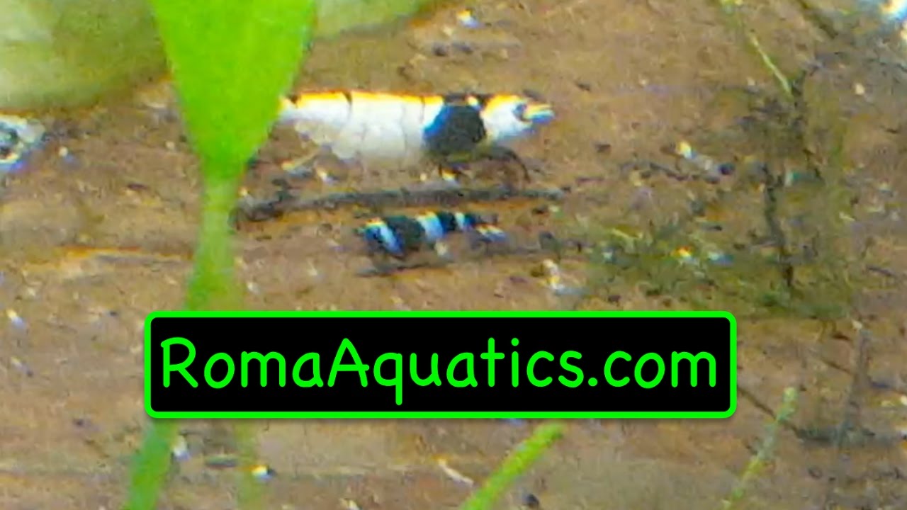 Blue Shadow Panda Shrimp Unboxing from Alpha Pro Breeders - RomaAquatics.com - YouTube