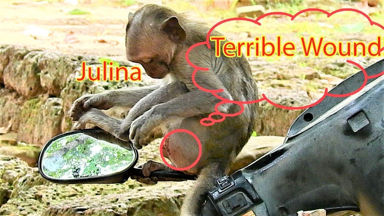 Pity On Poor Juliana Monkey Has Wound|Bonita Takes Care Julina|Amber ...