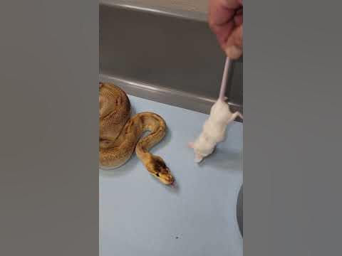 Fancy Python Regius | Ball Python Champagne #naturalinstincts #feeding ...