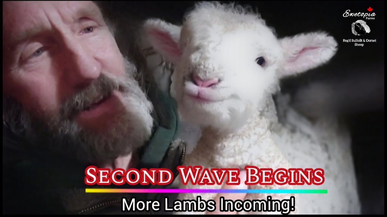 Second Wave of Lambing Begins! Suffolk Ewes Deliver 7 Healthy Lambs ...