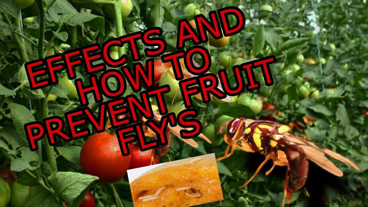 Effect and How to prevent fruit fly infestation. 🐝🪰🪰 - YouTube